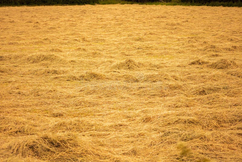 Field Hay Background stock photo. Image of farm, soft - 221238714