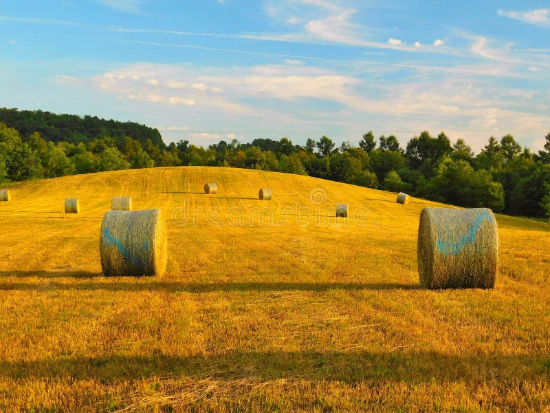 Field of hay bales stock image. Image of quiet, grass - 73568753