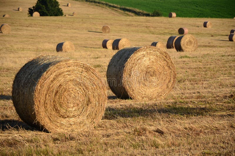 Field with hay bales stock photo. Image of shadow, plants - 107316500