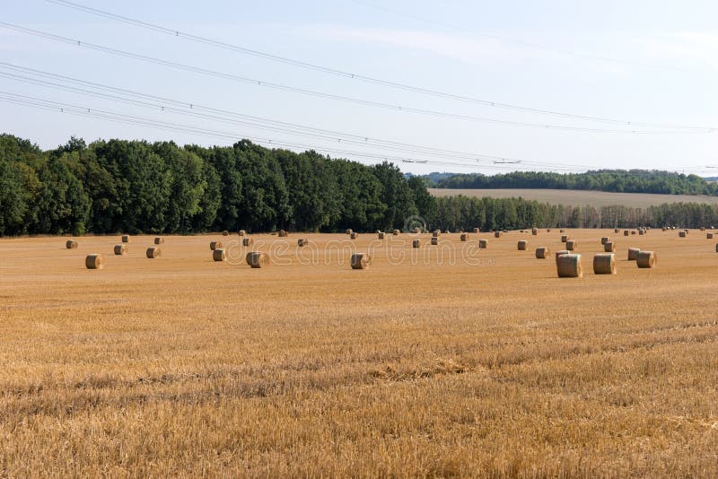 Field with hay bales stock photo. Image of food, countryside - 122499234
