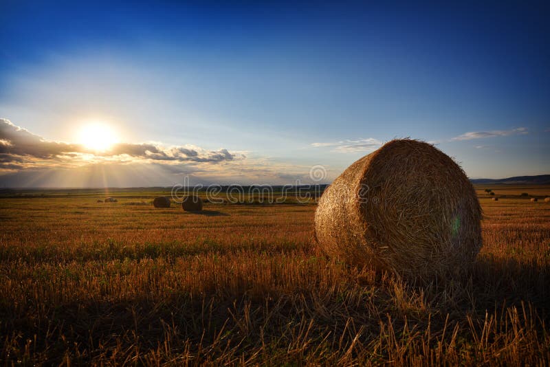 Field of Hay Bales at Sunset Stock Image - Image of farmer, farming ...