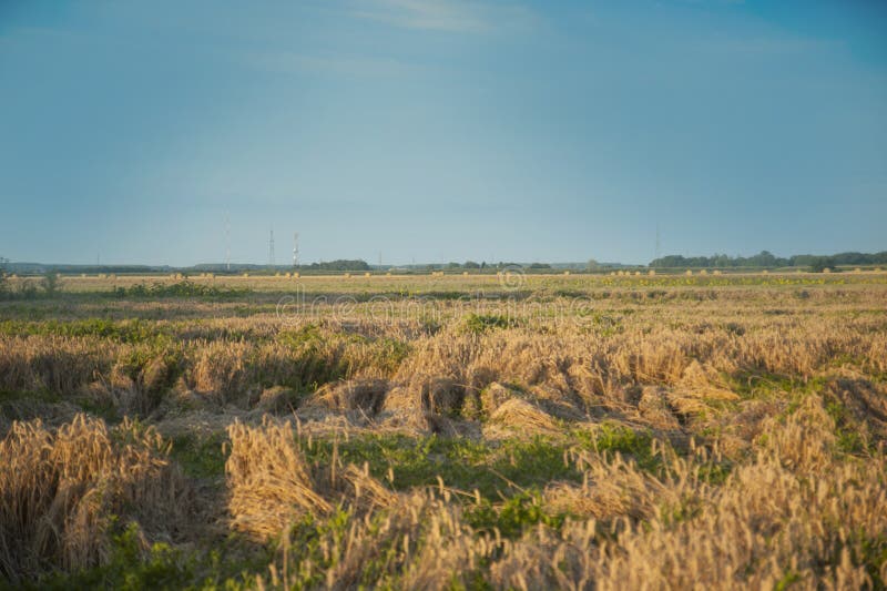 Field of Hay and Field with Grain and Grass Stock Photo - Image of ...