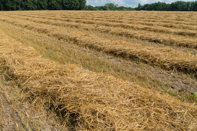 Soybean Field stock image. Image of midwest, yellow, fall - 1615769