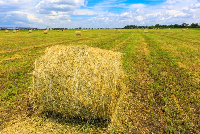 Field with hay rolls stock photo. Image of grass, reaping - 42512996