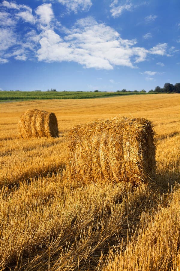Field of Hay stock photo. Image of wheat, summer, bale - 45415686