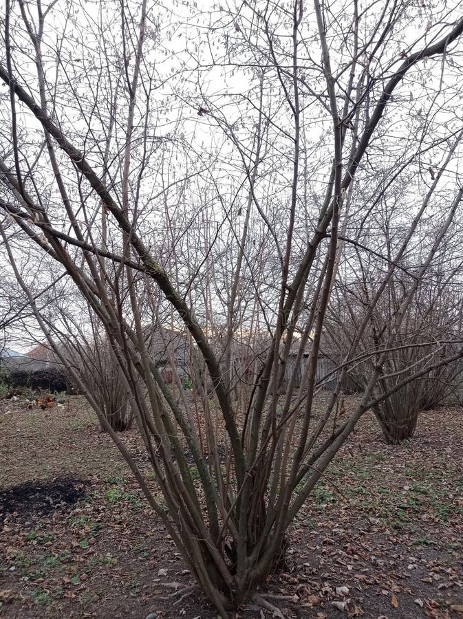 Hazelnut Bush In Winter Edible (Native) Landscaping – American