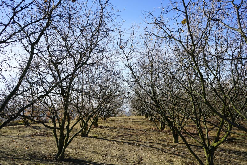 Field of Hazelnuts in Winter Stock Photo - Image of cultivate, field ...