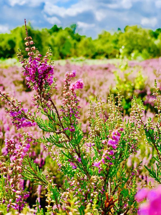 Heatherfield Stock Photos - Free & Royalty-Free Stock Photos from ...