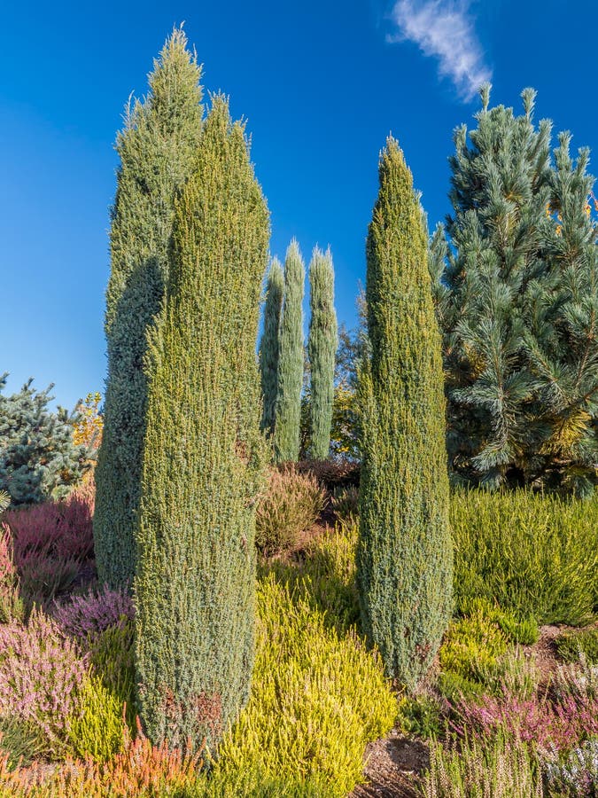 Columnar Junipers Stock Photos - Free & Royalty-Free Stock Photos from ...