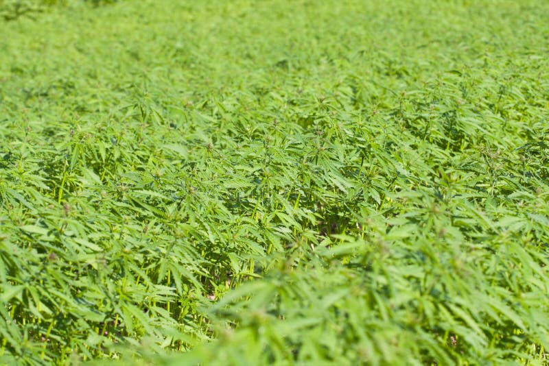 Field of Hemp Cannabis Sativa Stock Image - Image of legal, addictive ...