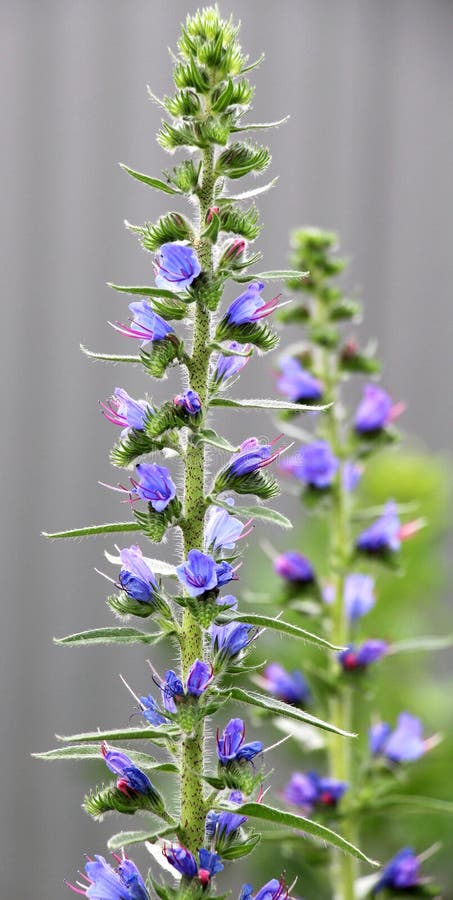 In the Field among the Herbs Bloom Echium Vulgare Stock Image - Image ...