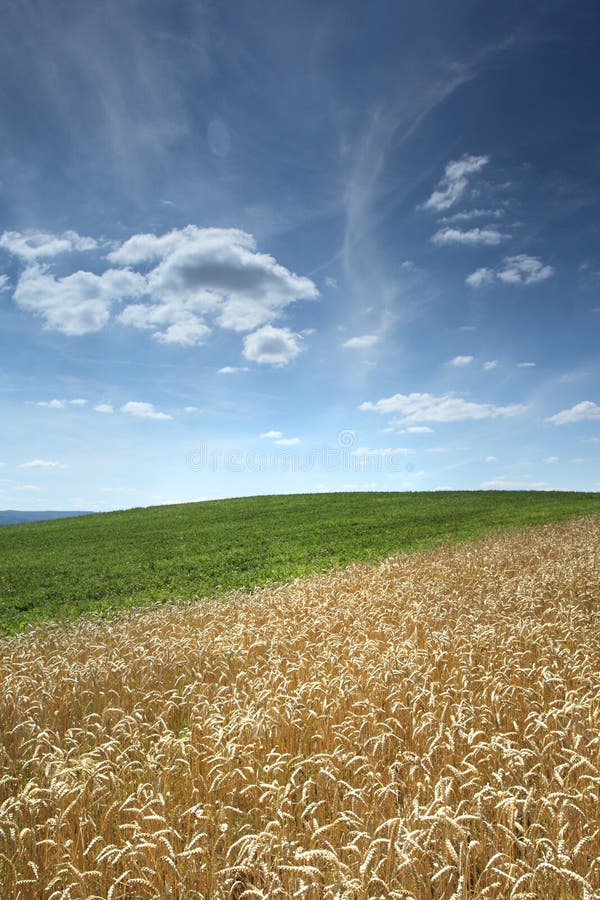 Field with Hewed Corn and Clouds Stock Image - Image of grow, organic ...