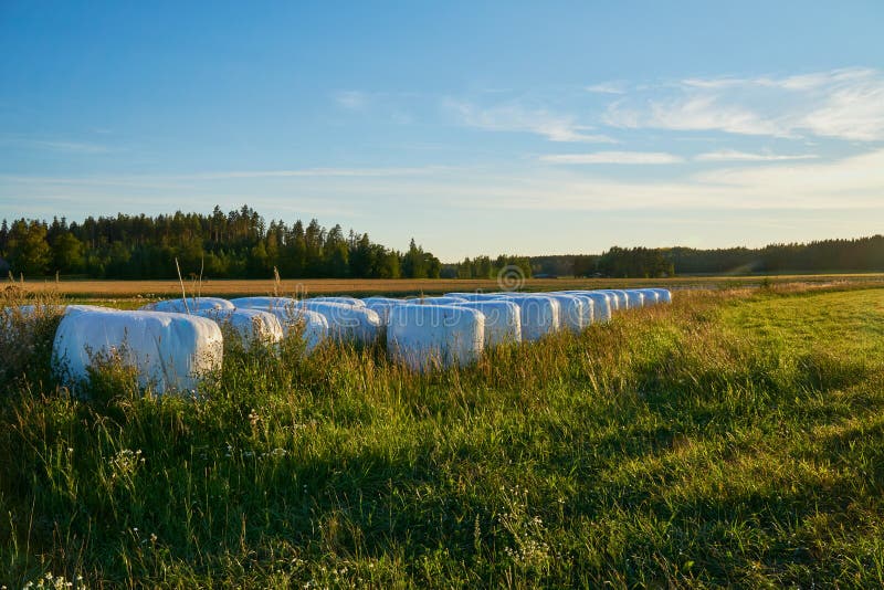Hey bales in field stock photo. Image of farming, field - 136112406