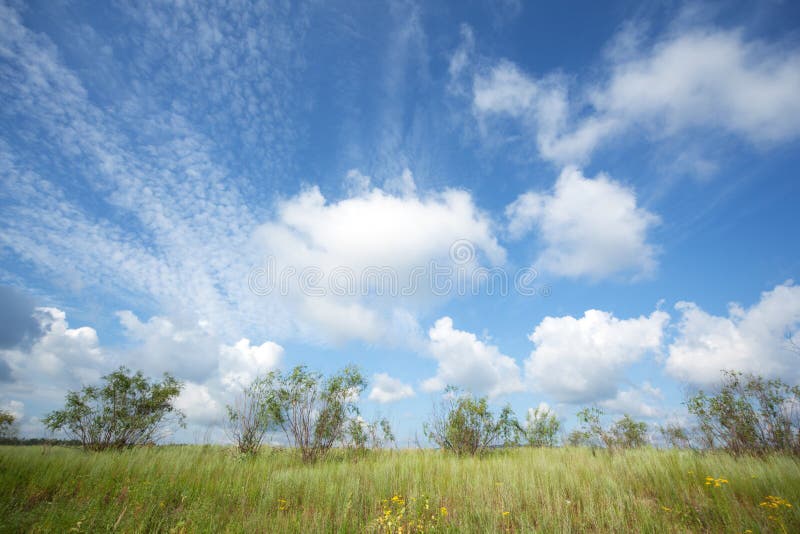 Field with high grass stock photo. Image of lawn, cloud - 27107930