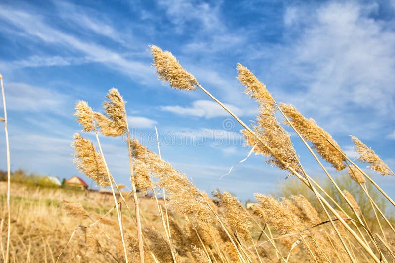 Field with high grass stock photo. Image of ears, grass - 92411388