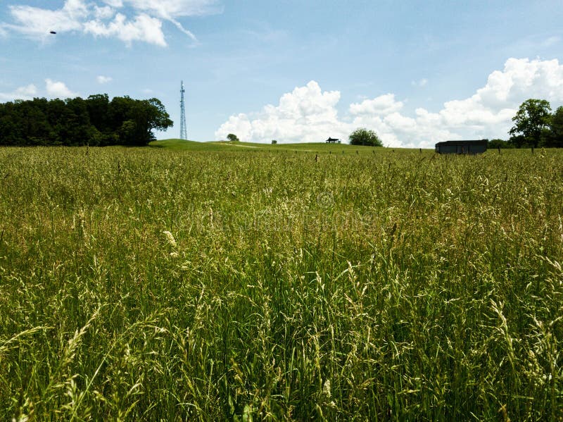Field of High Grass in Virginia Stock Photo - Image of outdoor, pattern ...