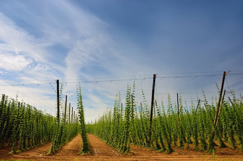 Field of hops stock image. Image of outdoors, horizontal - 10538127