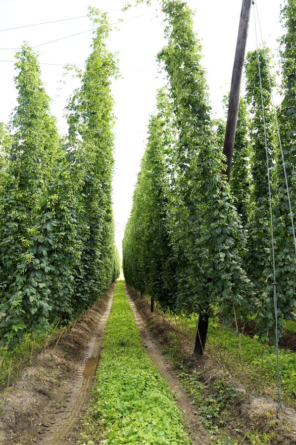 Field of Hops stock image. Image of summer, bavaria, hops - 6107333
