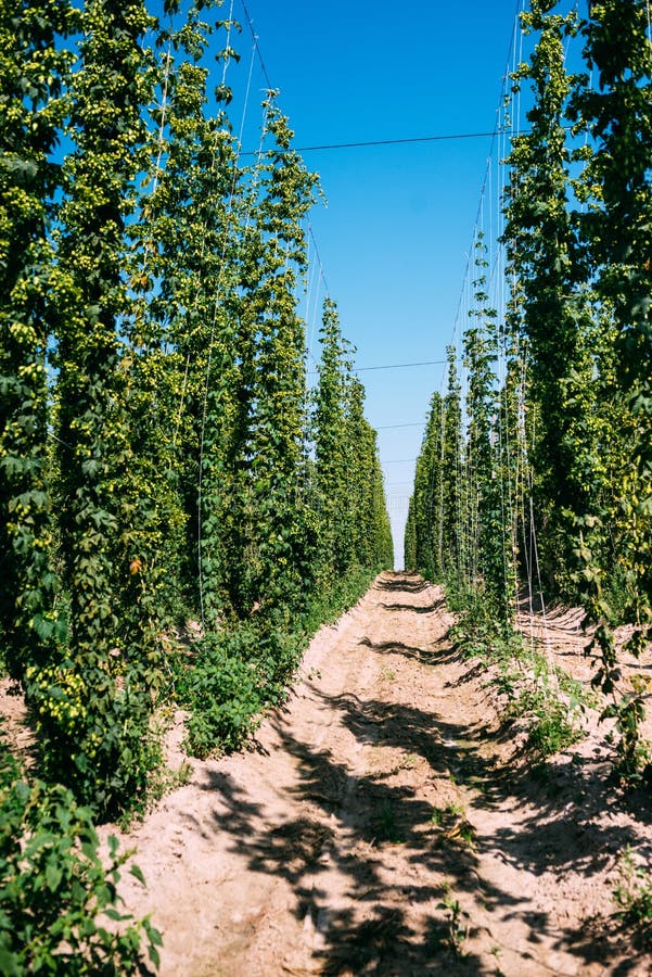 Field of hops. stock image. Image of brew, lupulus, hops - 124733681