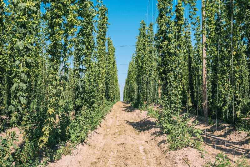 Field of hops. stock image. Image of garden, bitterness - 124733867