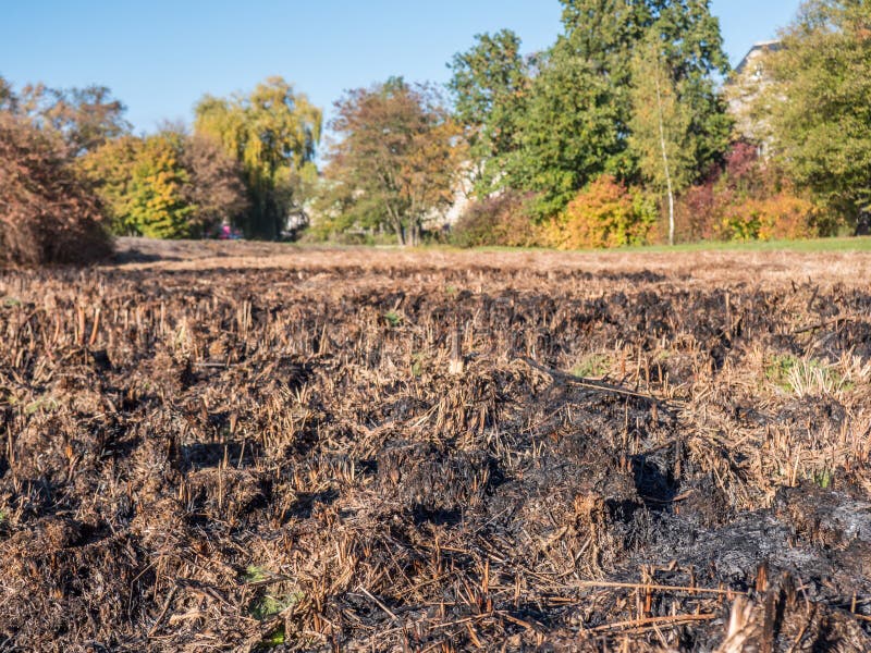 Horse Manure Pellets Fertilizer Isolated on White Background Stock ...
