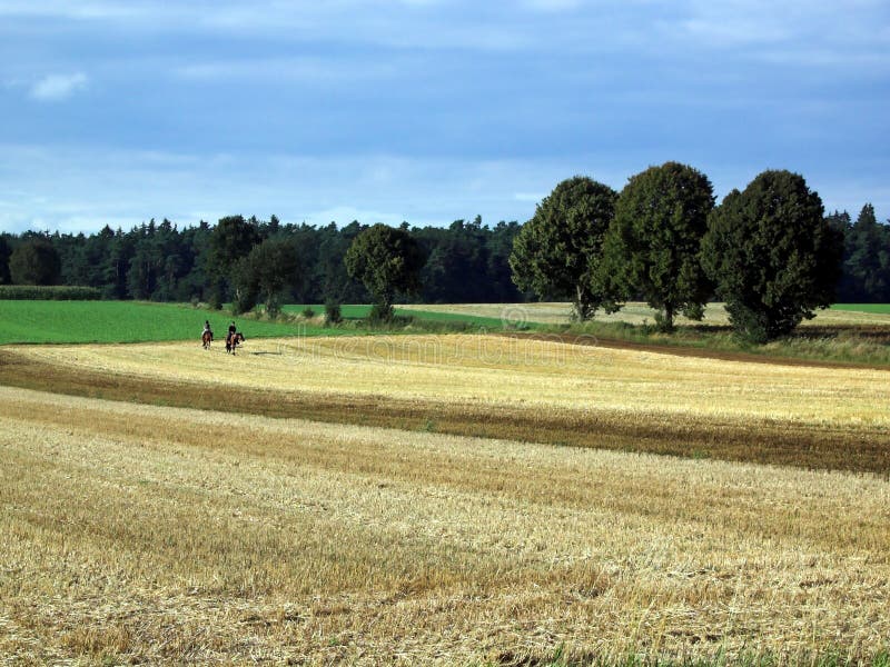 Field With Horses Picture. Image: 1140801