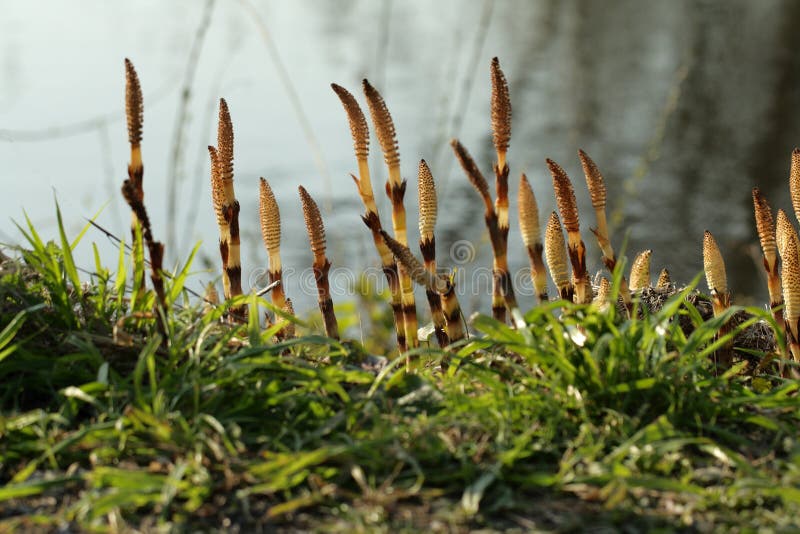Field horsetail stock image. Image of equisetophyta, arthrophyta - 86588519