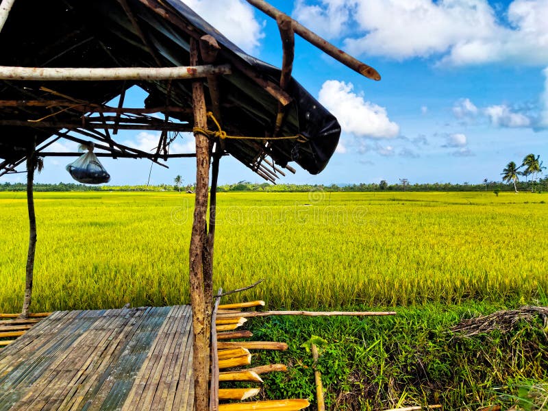 Field Hut stock image. Image of rice, paddock, asia - 320022535
