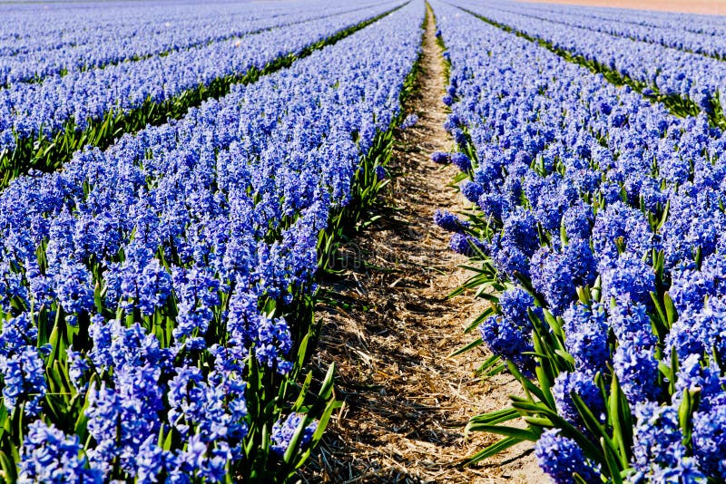Field of Hyacinth flowers stock photo. Image of stand - 21981588