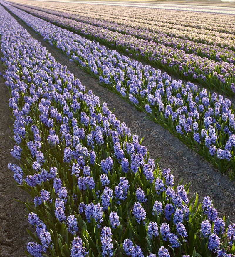 Field of hyacinths stock photo. Image of bunch, green - 19198684