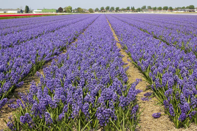 Field of hyacinths stock photo. Image of color, keukenhof - 19340710