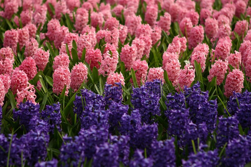 Field of Hyacinths stock image. Image of beautiful, easter - 54662809