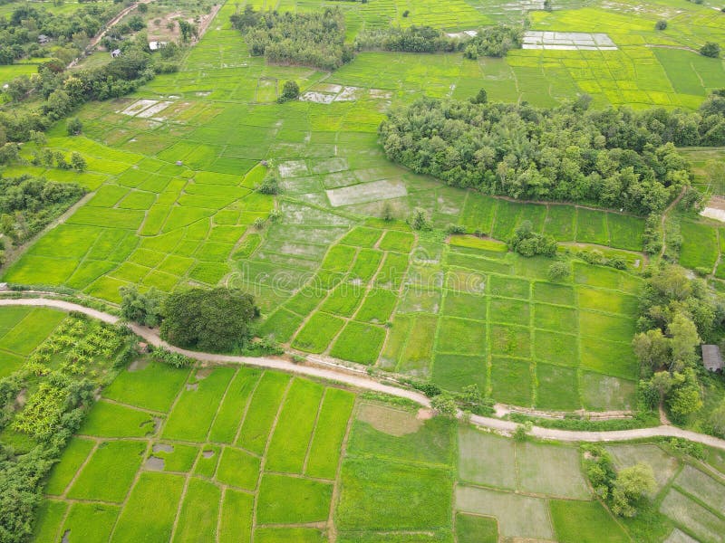 Field Image, Rice Fields High Angle Shot from Drones Stock Image ...