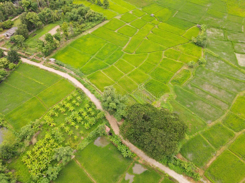 Field Image, Rice Fields High Angle Shot from Drones Stock Photo ...