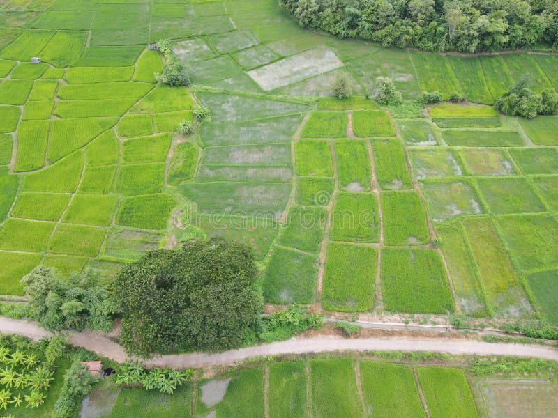 Field Image, Rice Fields High Angle Shot from Drones Stock Image ...
