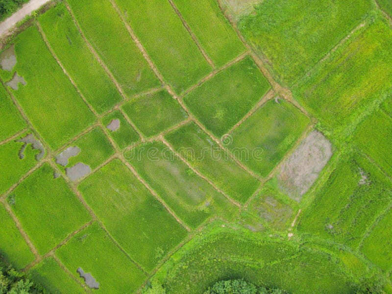 Field Image, Rice Fields High Angle Shot from Drones Stock Photo ...