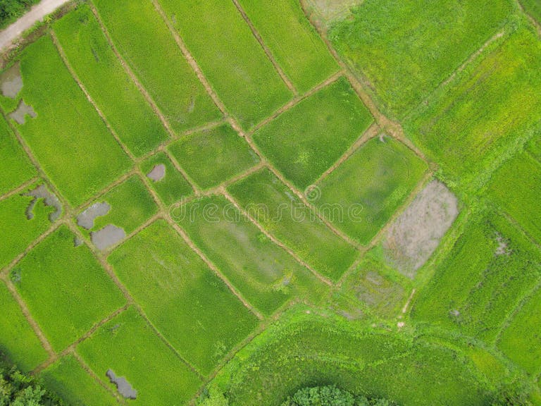 Field Image, Rice Fields High Angle Shot from Drones Stock Photo ...