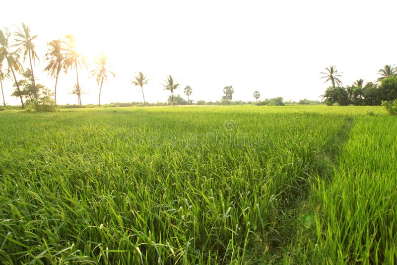 Rice Field in Indian Villages of the Maharashtra Stock Image - Image of ...