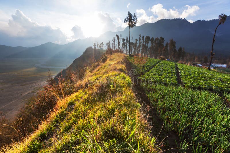 Field in Indonesia stock image. Image of onion, vacation - 54167413
