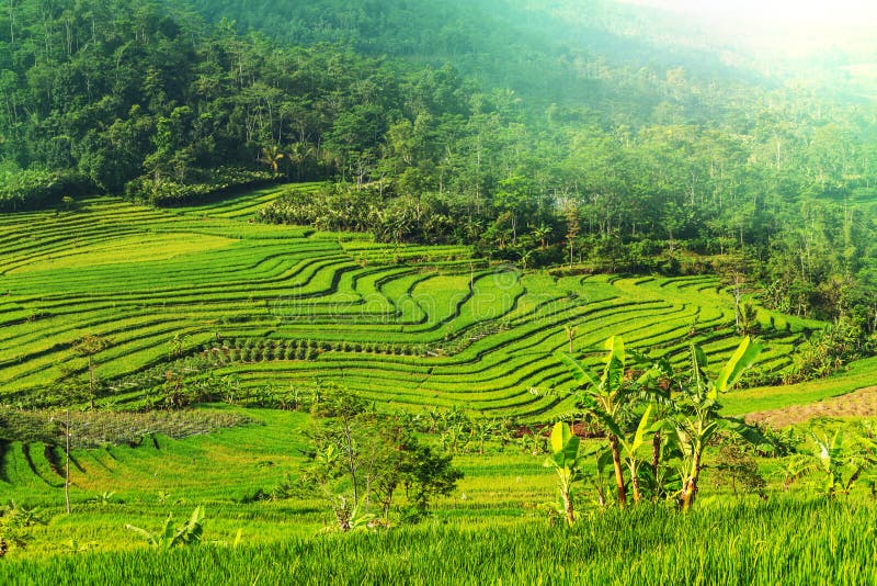 Field in Indonesia stock image. Image of plantation, vacation - 54168795