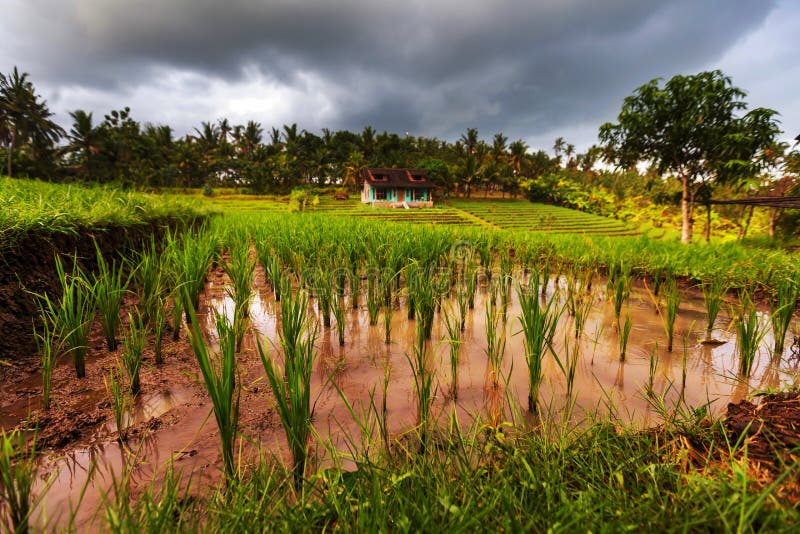 Field in Indonesia stock image. Image of agriculture - 54768195