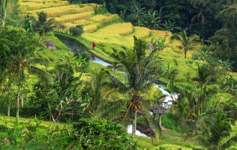 Field in Indonesia stock image. Image of crops, fertile - 172314327