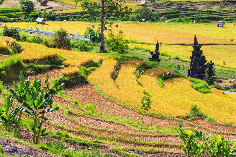 Field in Indonesia stock photo. Image of scenic, farm - 54168074