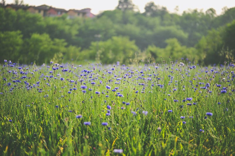 Iris field landscape stock image. Image of closeup, colorful - 110518523