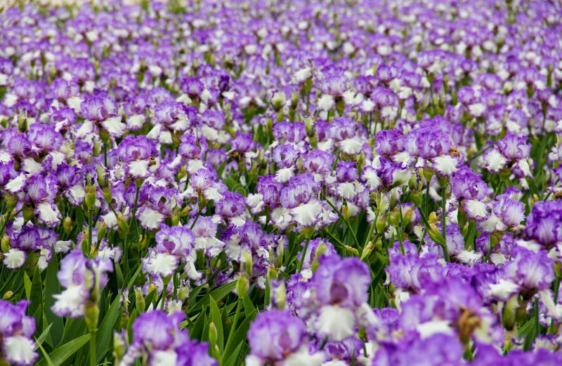 Field of iris flowers stock photo. Image of colorful, floral - 6156968