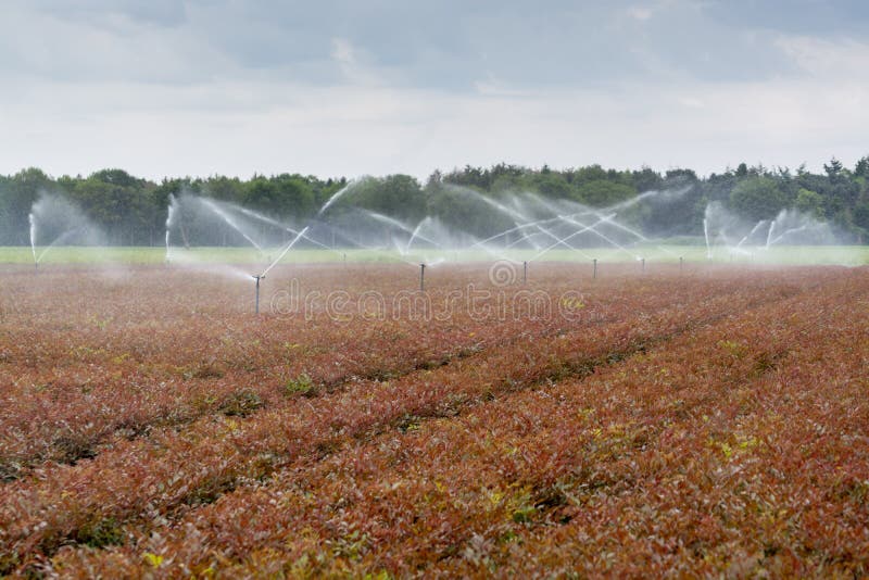 Field Irrigation System with Sprinklers in Work Stock Photo - Image of ...