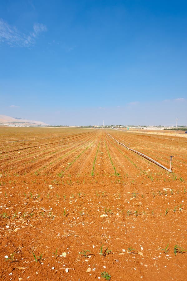 Field in Israel stock image. Image of agronomy, agriculture - 27378485