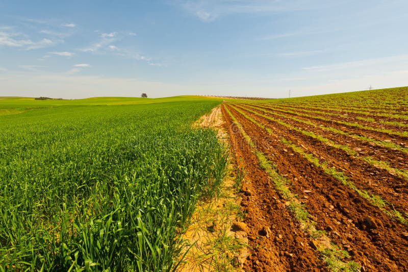 Field in Israel stock photo. Image of leaf, farm, east - 72433792