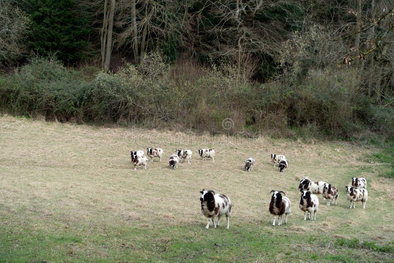 A Field with Jacob Sheep Breed with Horns Looking Around and Walking To ...