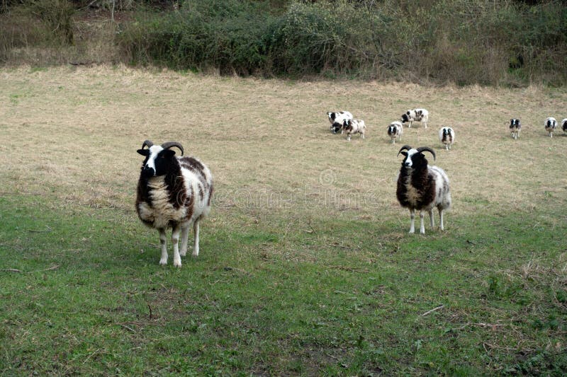 A Field with Jacob Sheep Breed with Horns Looking Around and Walking To ...